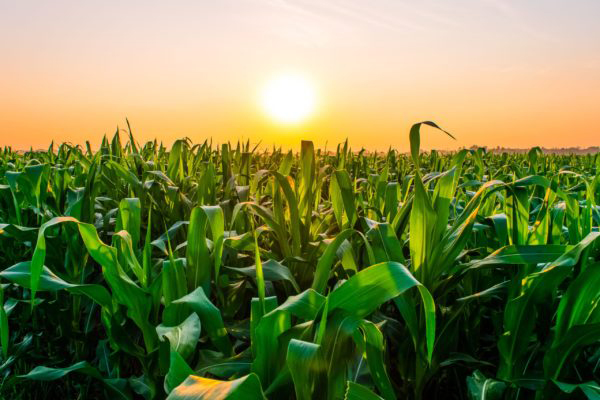 BomaFit Corn : Boost Your Yields, Save Water! - Elicit Plant USA