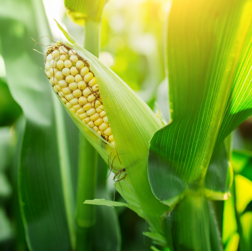 🌽Boma Fit : Limitador de estresse hídrico para milho - Elicit Plant