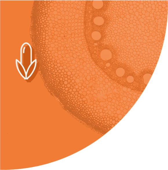🌽Boma Fit : Limitador de estresse hídrico para milho - Elicit Plant