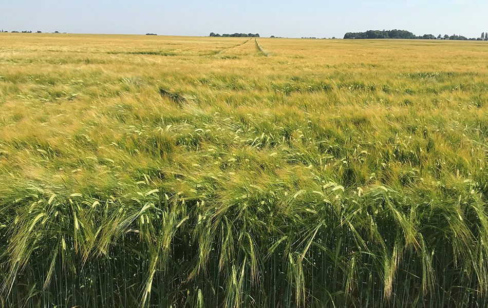 🌱 EliGrain-a : Orge de Printemps | Solution Stress Hydrique Céréales ...