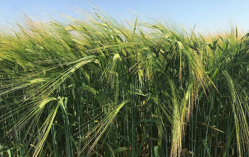 🌱 EliGrain-a : Orge de Printemps | Solution Stress Hydrique Céréales ...