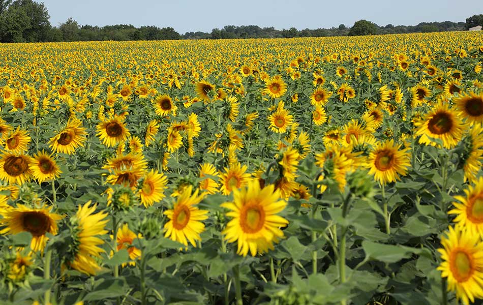 🌻 EliSun-a : Drought Stress Limiter for Sunflower Crops - Elicit Plant