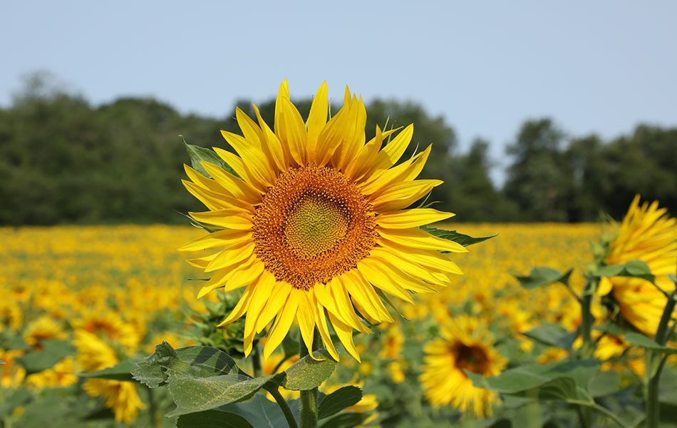 🌻 EliSun-a : Drought Stress Limiter for Sunflower Crops - Elicit Plant