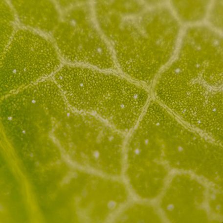 Phytosterols & Their role on Drought Stress in Plants - Elicit Plant