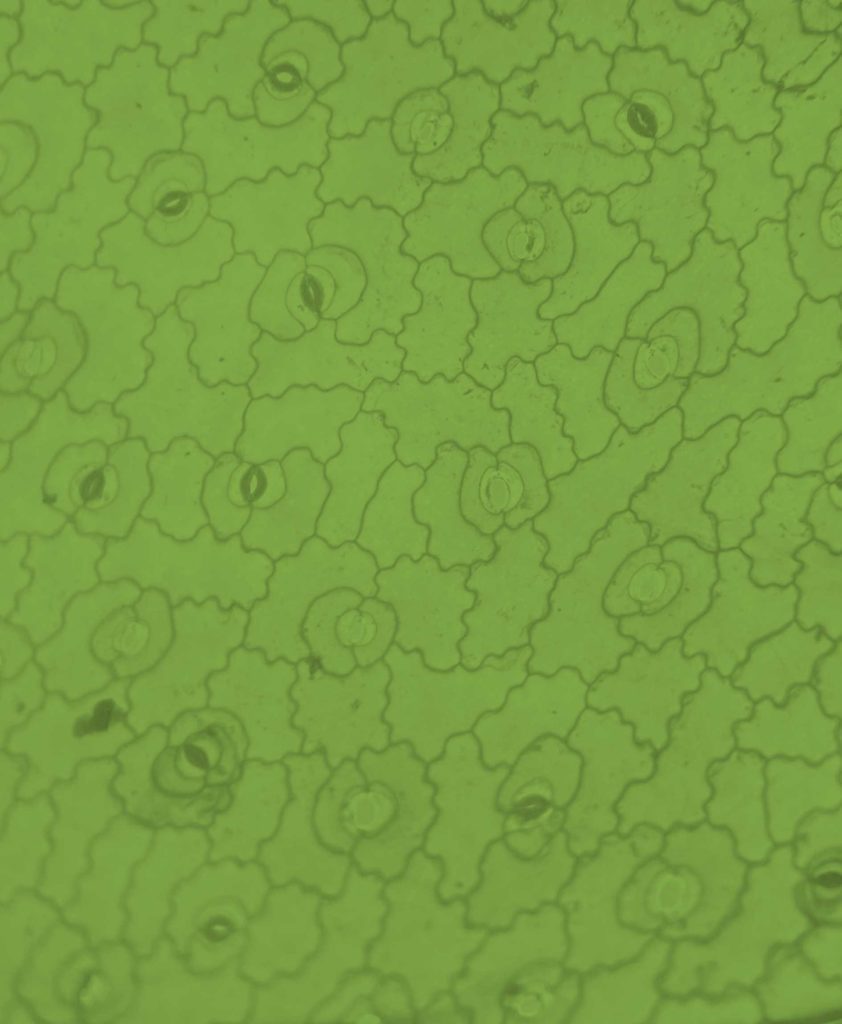 Phytosterols & Their role on Drought Stress in Plants - Elicit Plant